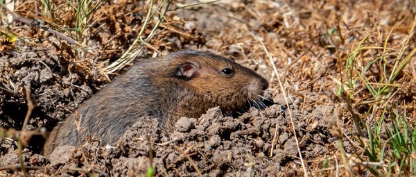 How Can You Tell the Difference Between Mammals That Burrow?