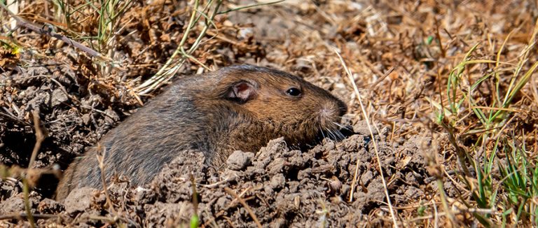 How Can You Tell the Difference Between Mammals That Burrow?