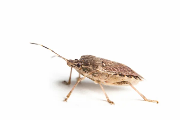 Brown Marmorated Stink Bug Identification | Stink Bug Control